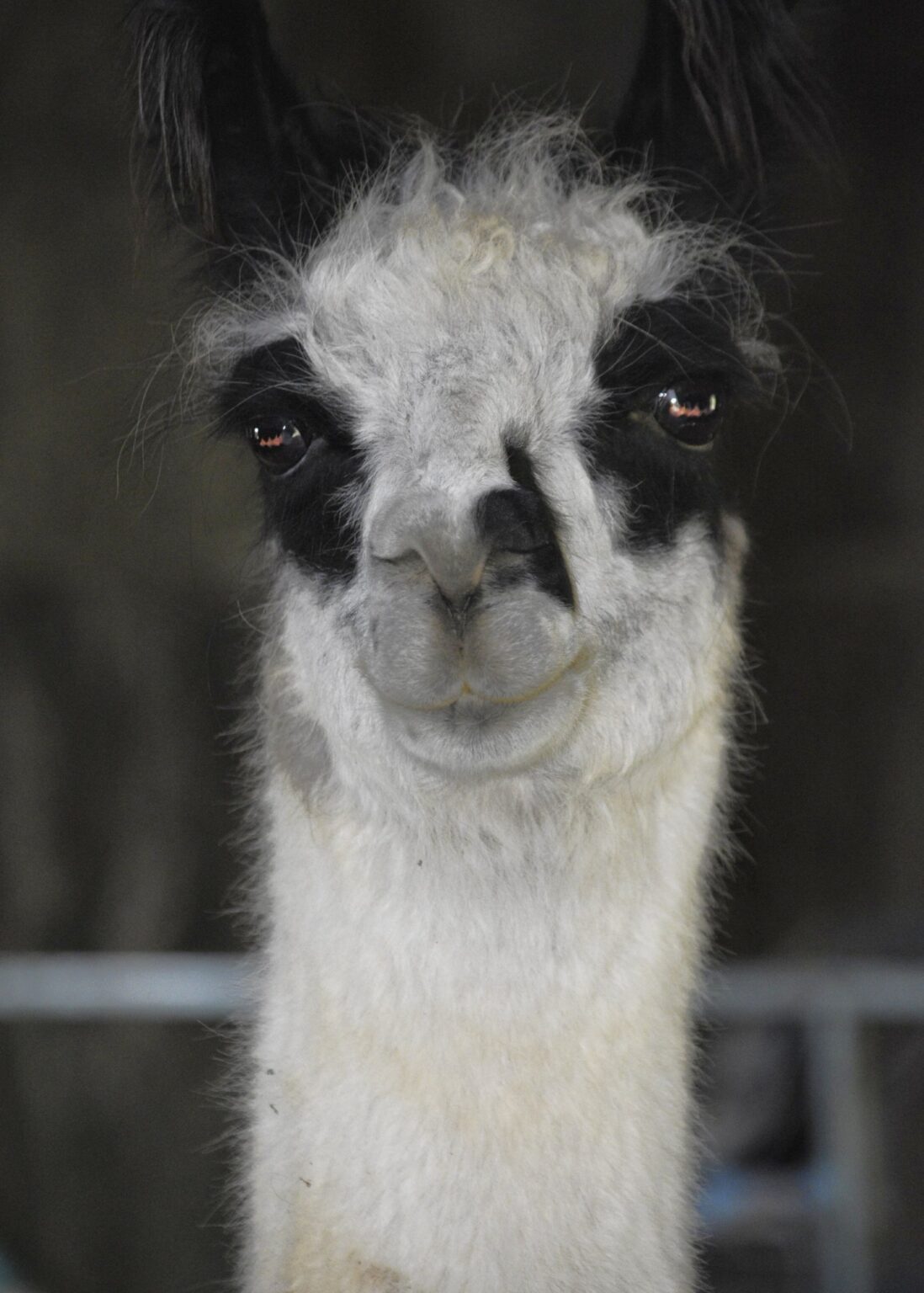 Z-BUSINESS-CULTURE-SUGAR-HOLLOW-ALPACA-FARM – The Daily Boro
