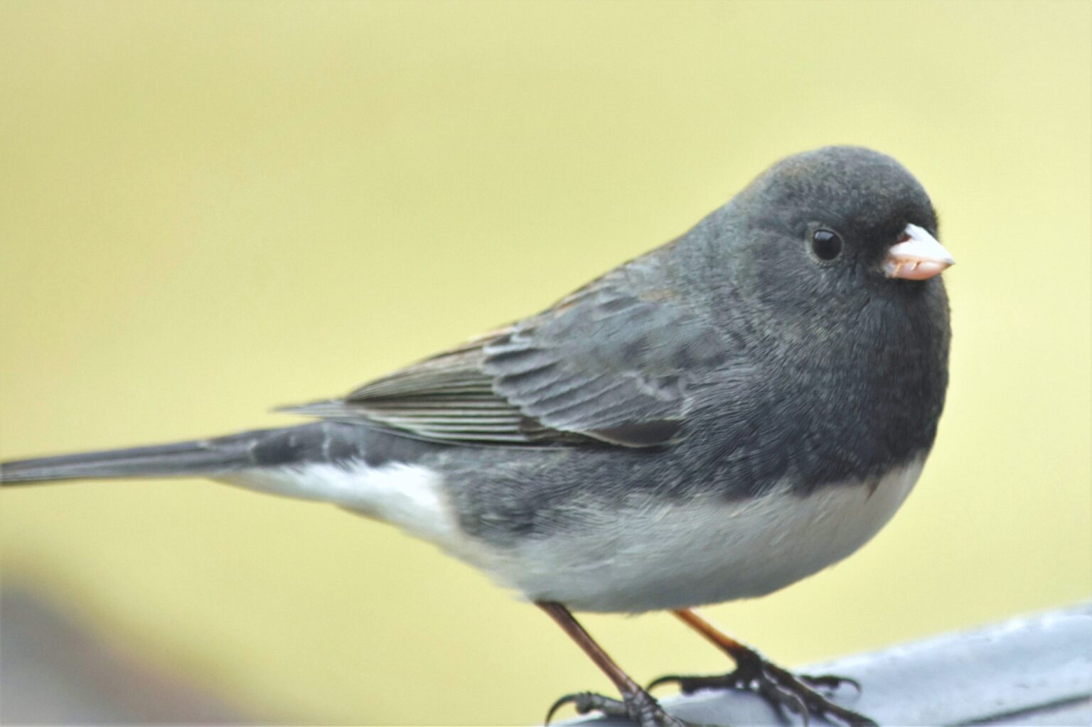 X-PHOTO-ESSAY-WINTER-BIRDS-FOUND-IN-BORO-AREA – The Daily Boro
