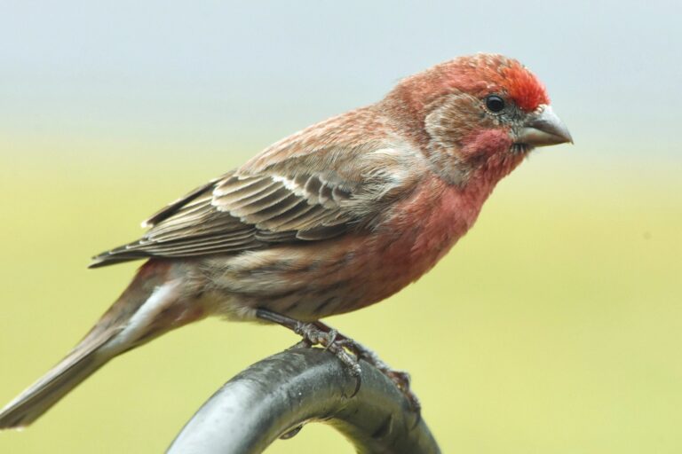 Z-TOP-12-LIST-BIRDS-TO-LOOK-FOR-AT-LOCAL-WINTER-FEEDERS – The Daily Boro